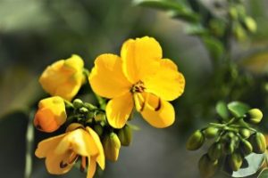 Senna Tea, When To Take It, and Why, Benefits, Side Effects!